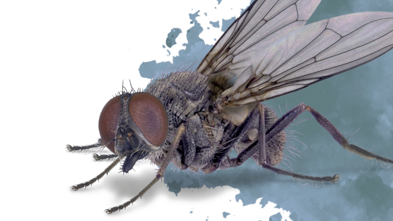 How to Identify Horn Fly Infestations